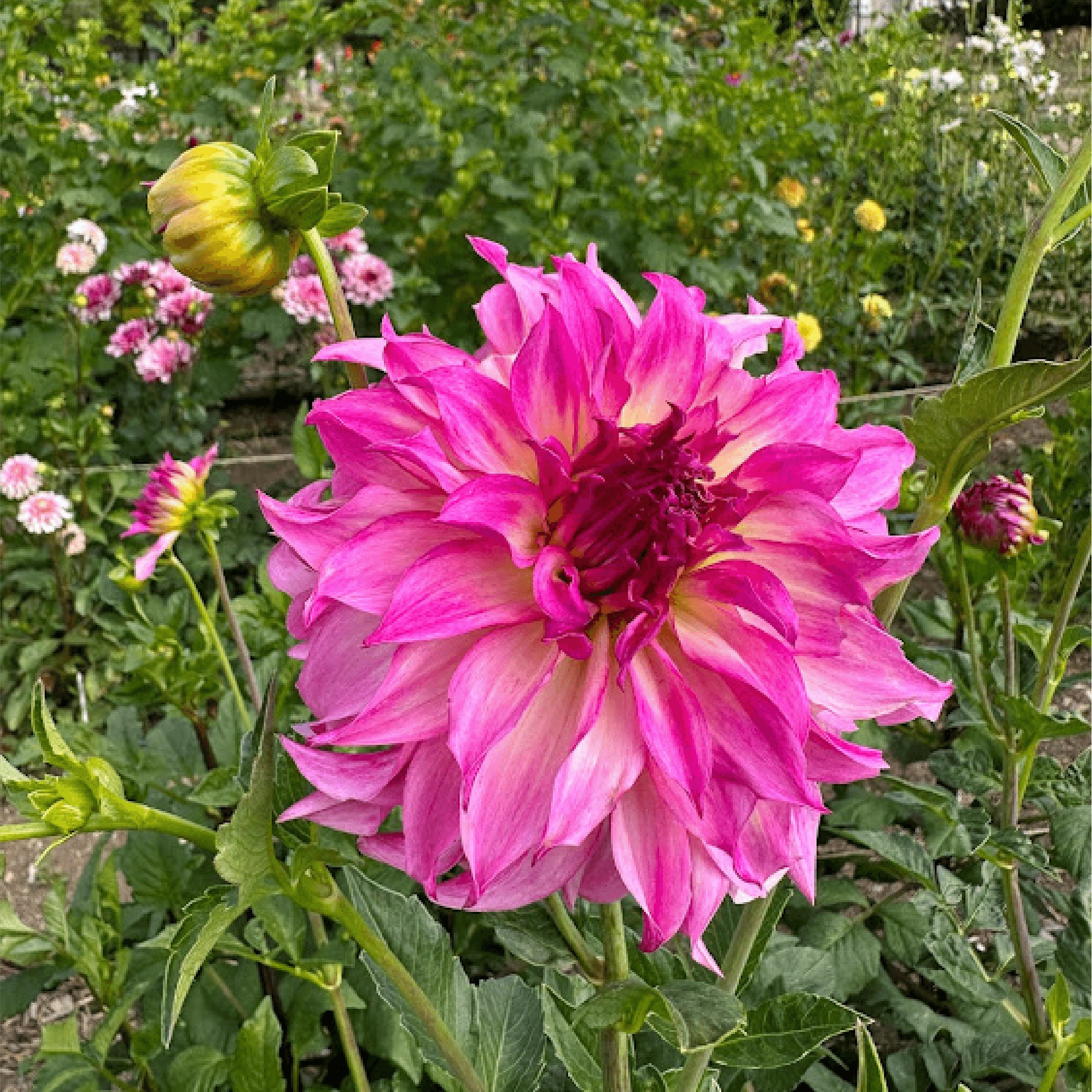 Colorado Classic | Dahlia Tuber – La Finca Flower Farm