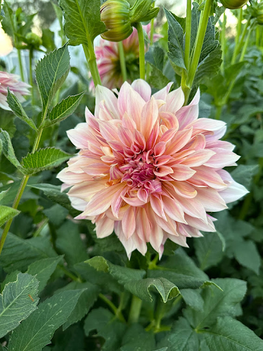 Cafe Au Lait Mini / Jolene | Dahlia Tuber – La Finca Flower Farm