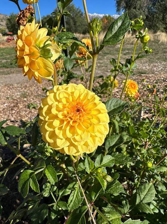 Golden Scepter | Dahlia Tuber – La Finca Flower Farm