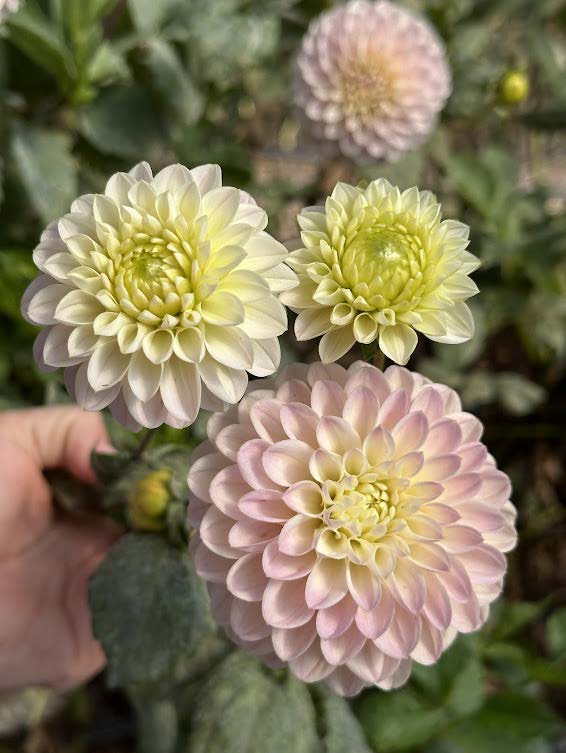 RM Karoline | Dahlia Tuber – La Finca Flower Farm