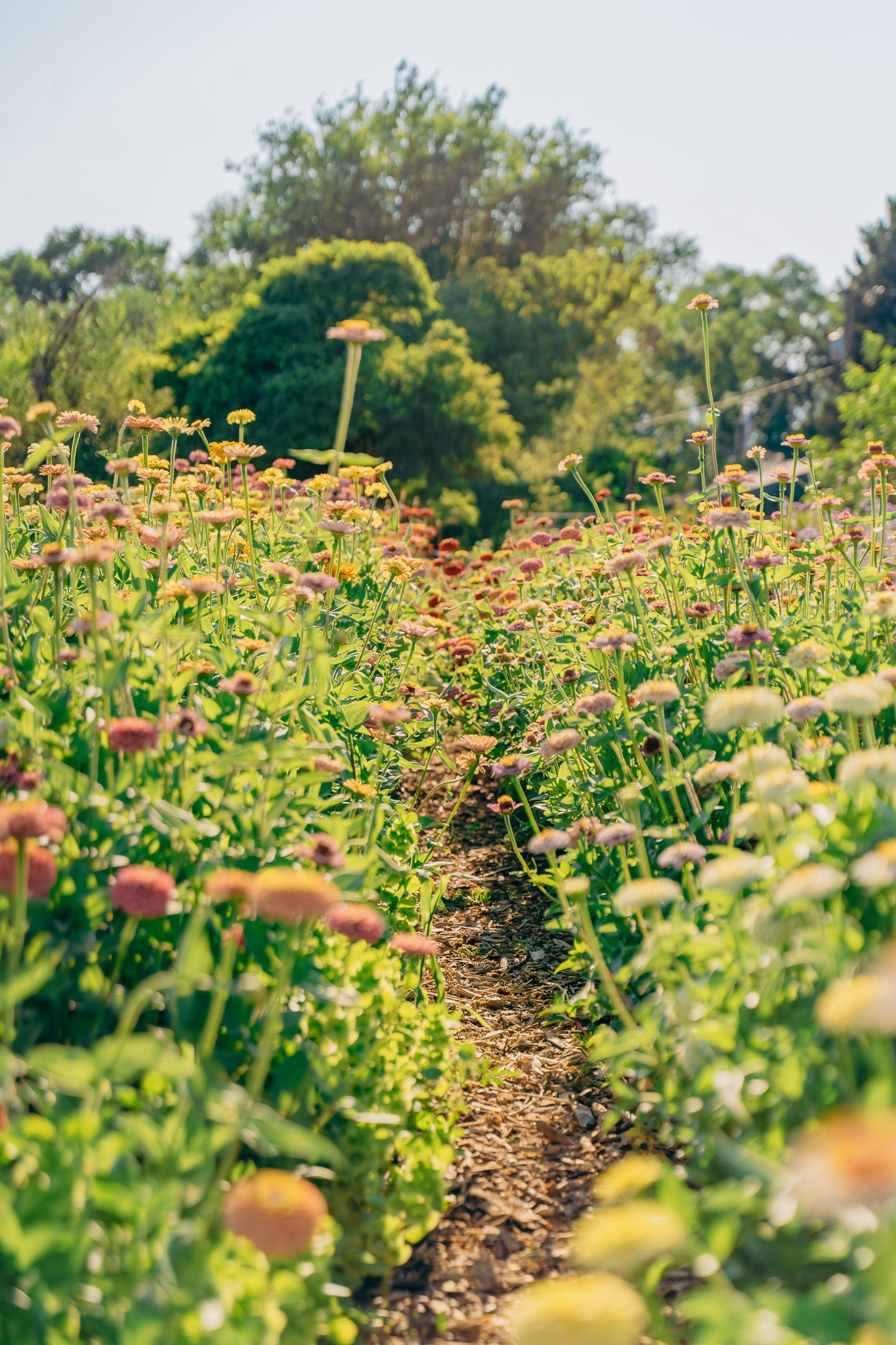 La Finca Flower Farm