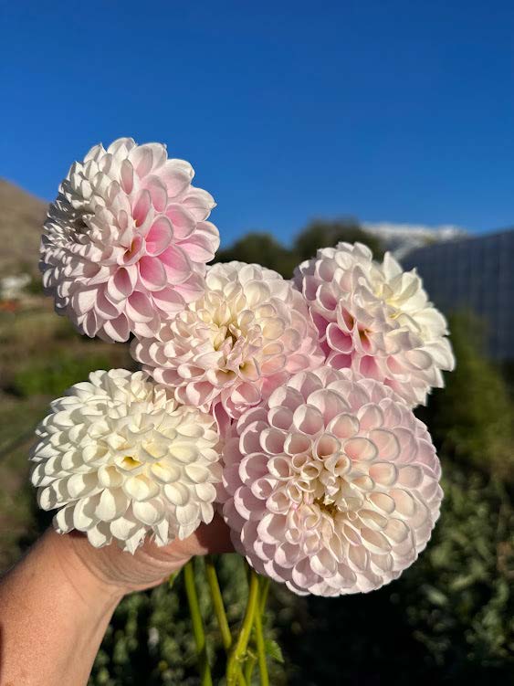 Snoho Sonia | Dahlia Tuber – La Finca Flower Farm
